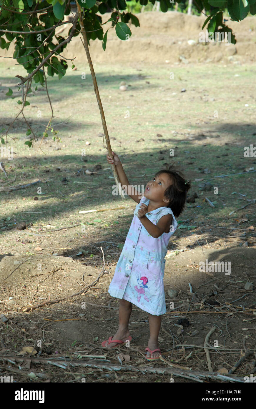 Girl getting fruit down from a tree with a big stick, Lawigan, San ...