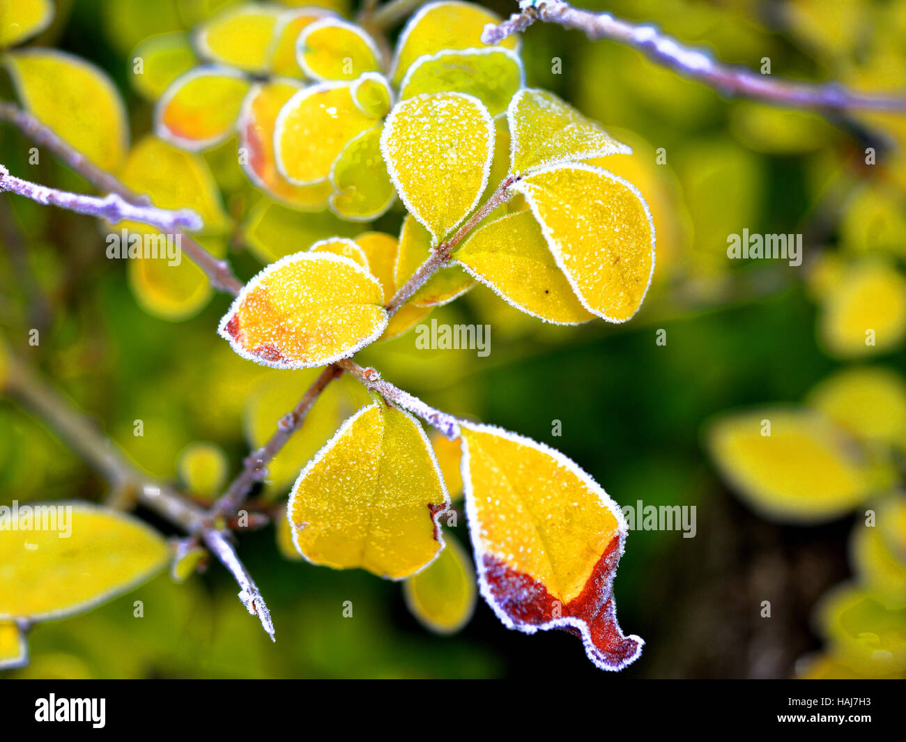 Frozen diamond like crystalised yellow leaves in park land Stock Photo ...