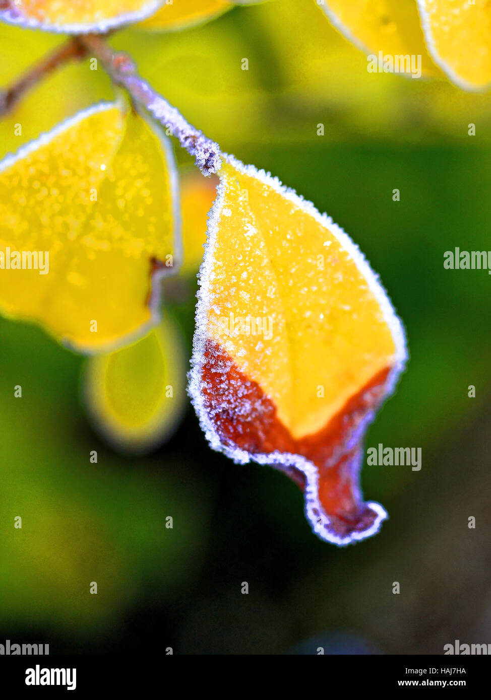 Frozen diamond like crystalised yellow leaves in park land Stock Photo ...