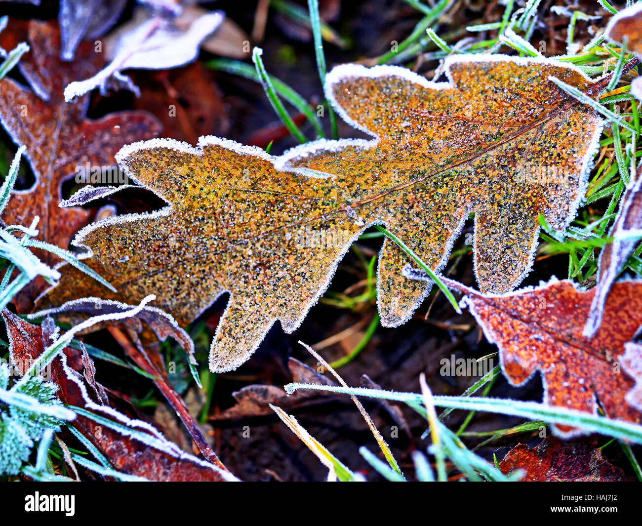 Crystalised hi-res stock photography and images - Alamy