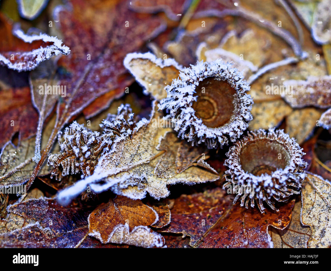 Frozen diamond like crystalised leaves and acorn husks in park land ...