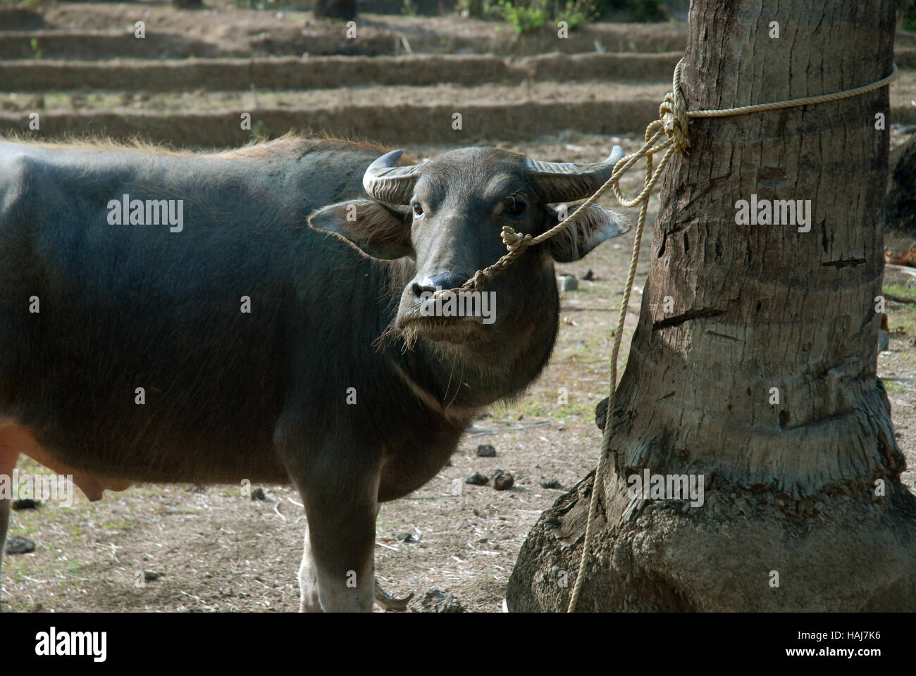 WATER BUFFALO or Carabao, tied to palm tree in rice fields, Phillipines ...