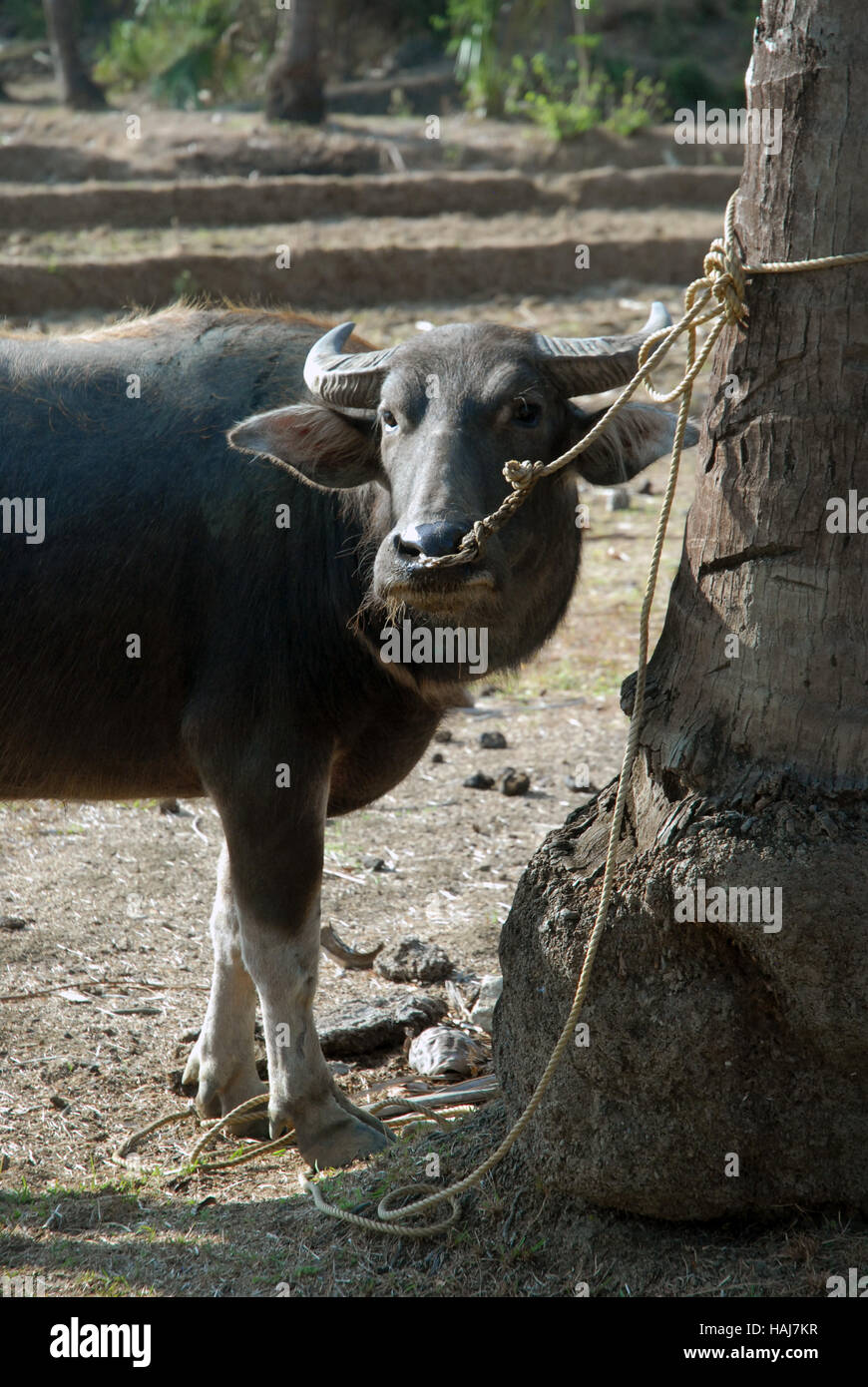 WATER BUFFALO or Carabao, tied to palm tree in rice fields, Phillipines ...