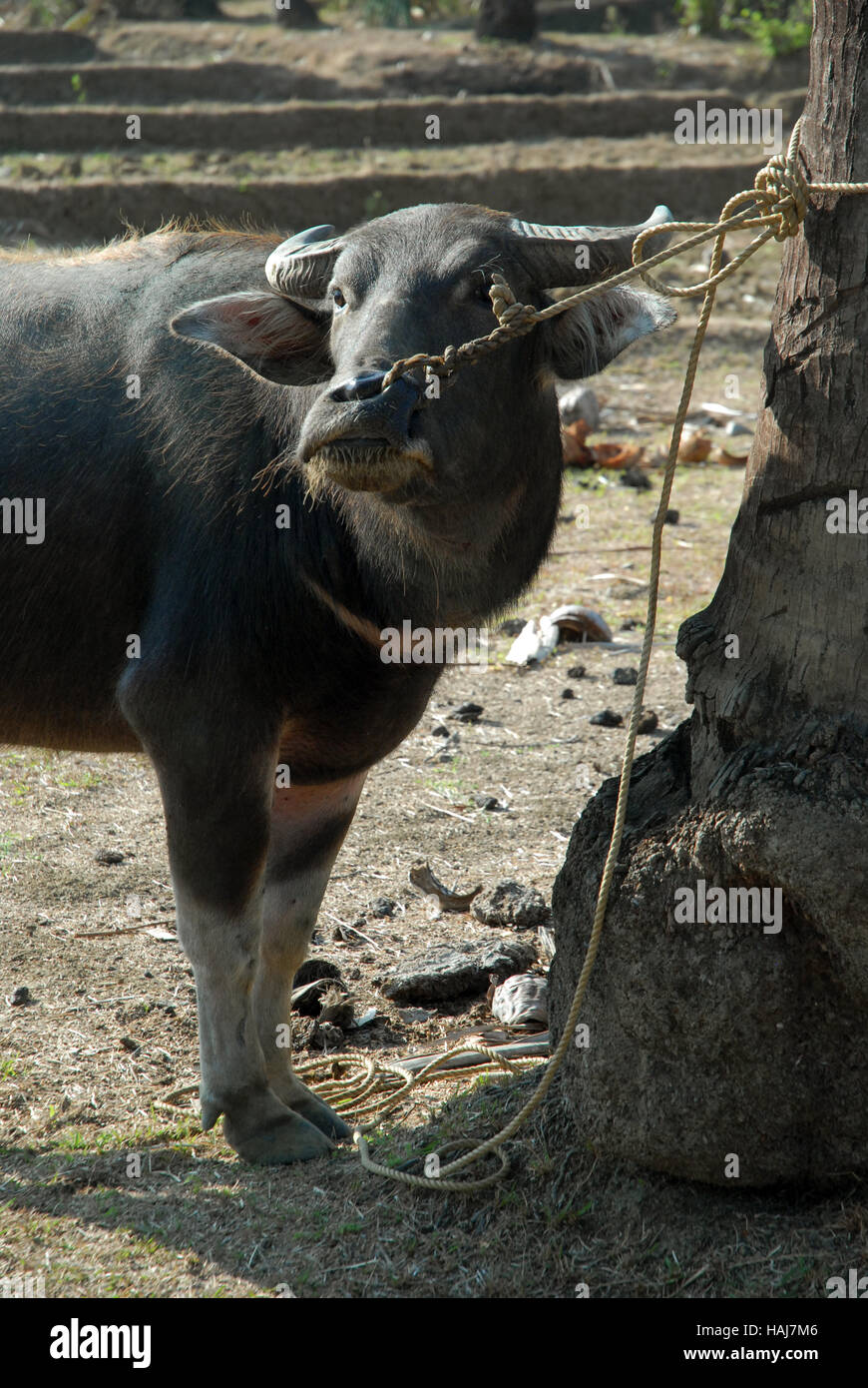 WATER BUFFALO or Carabao, tied to palm tree in rice fields, Phillipines ...