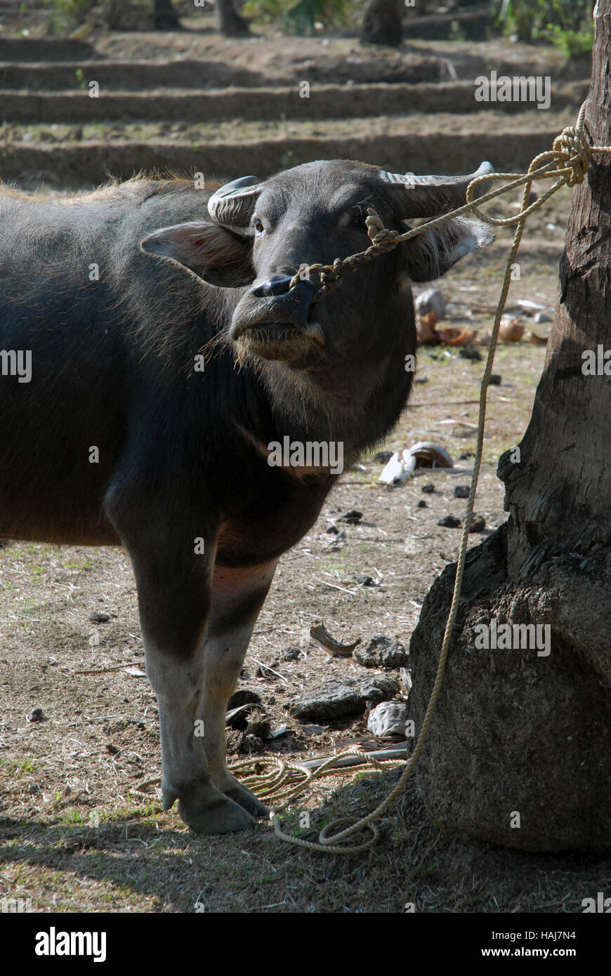 WATER BUFFALO or Carabao, tied to palm tree in rice fields, Phillipines ...
