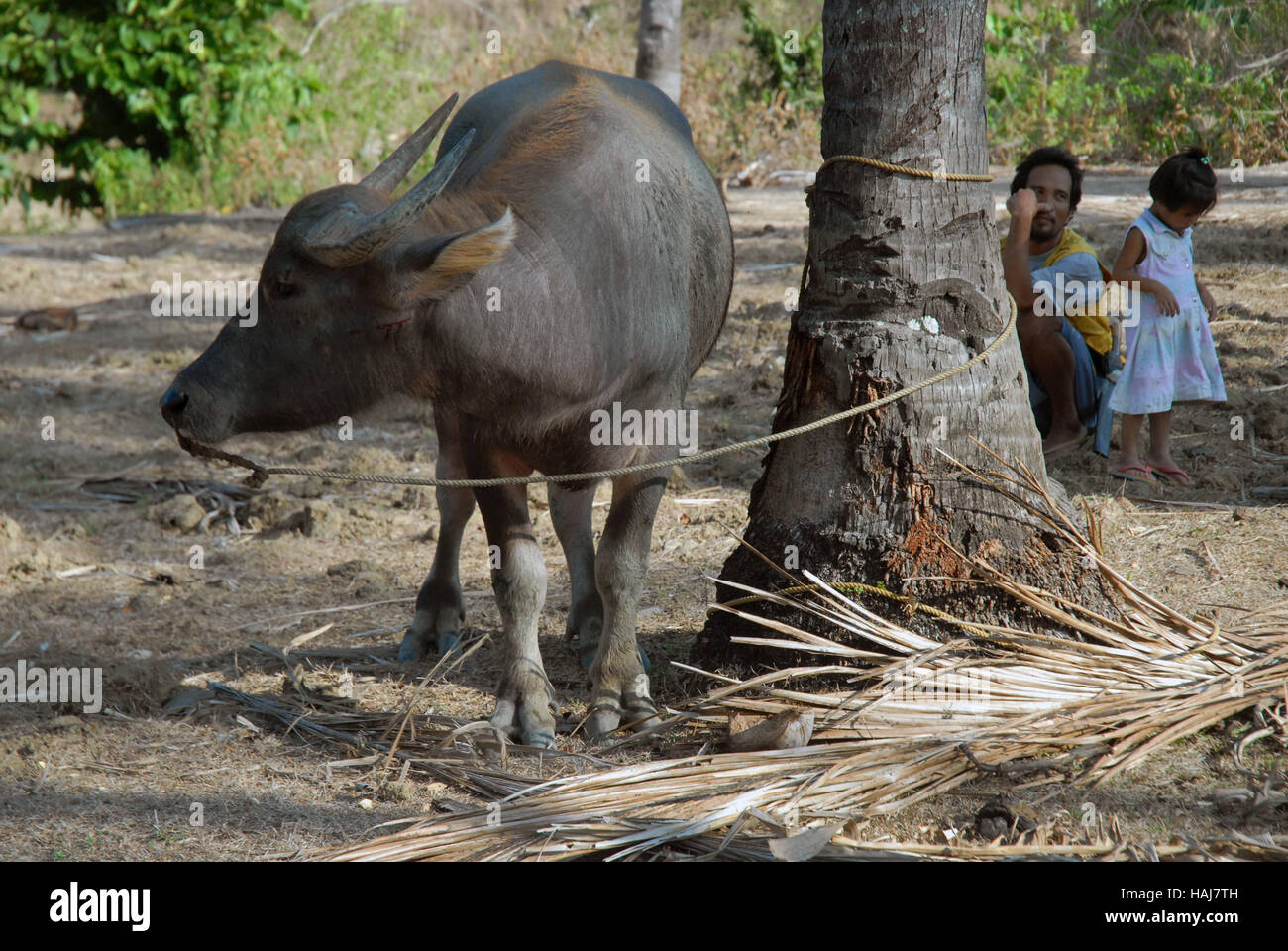Water Buffalo and Father and daughter, Lawigan, San Joaquin, Iloilo ...