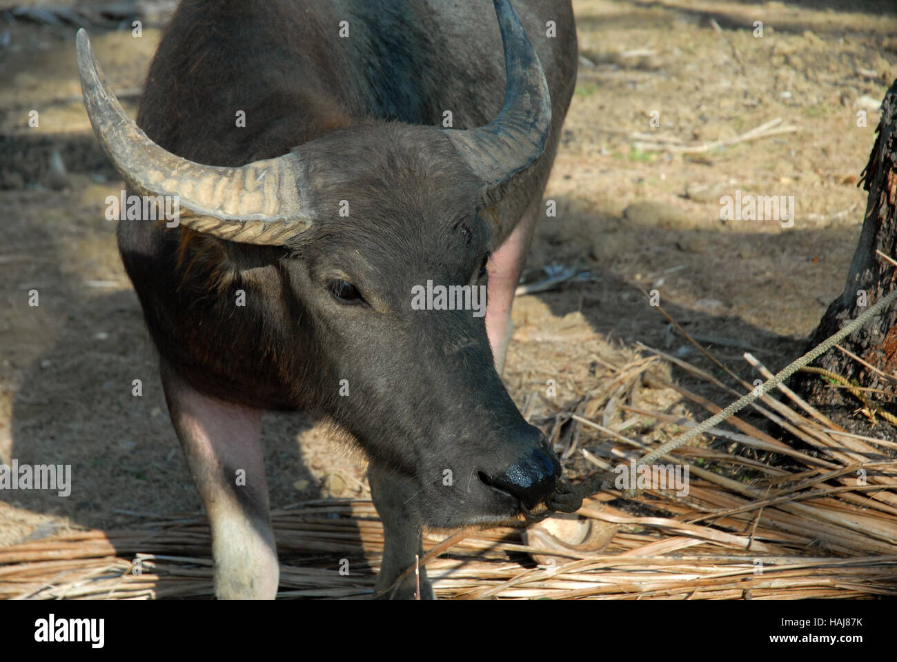 WATER BUFFALO or Carabao, tied to palm tree in rice fields, Phillipines ...