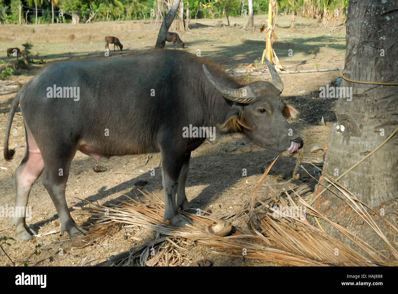 WATER BUFFALO or Carabao, tied to palm tree in rice fields, Phillipines ...