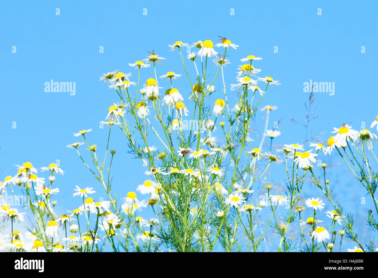Flowers spring blue sky field hi-res stock photography and images - Alamy