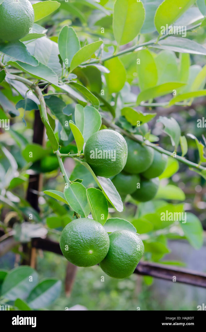 Lime green tree hanging from the branches of it Stock Photo - Alamy