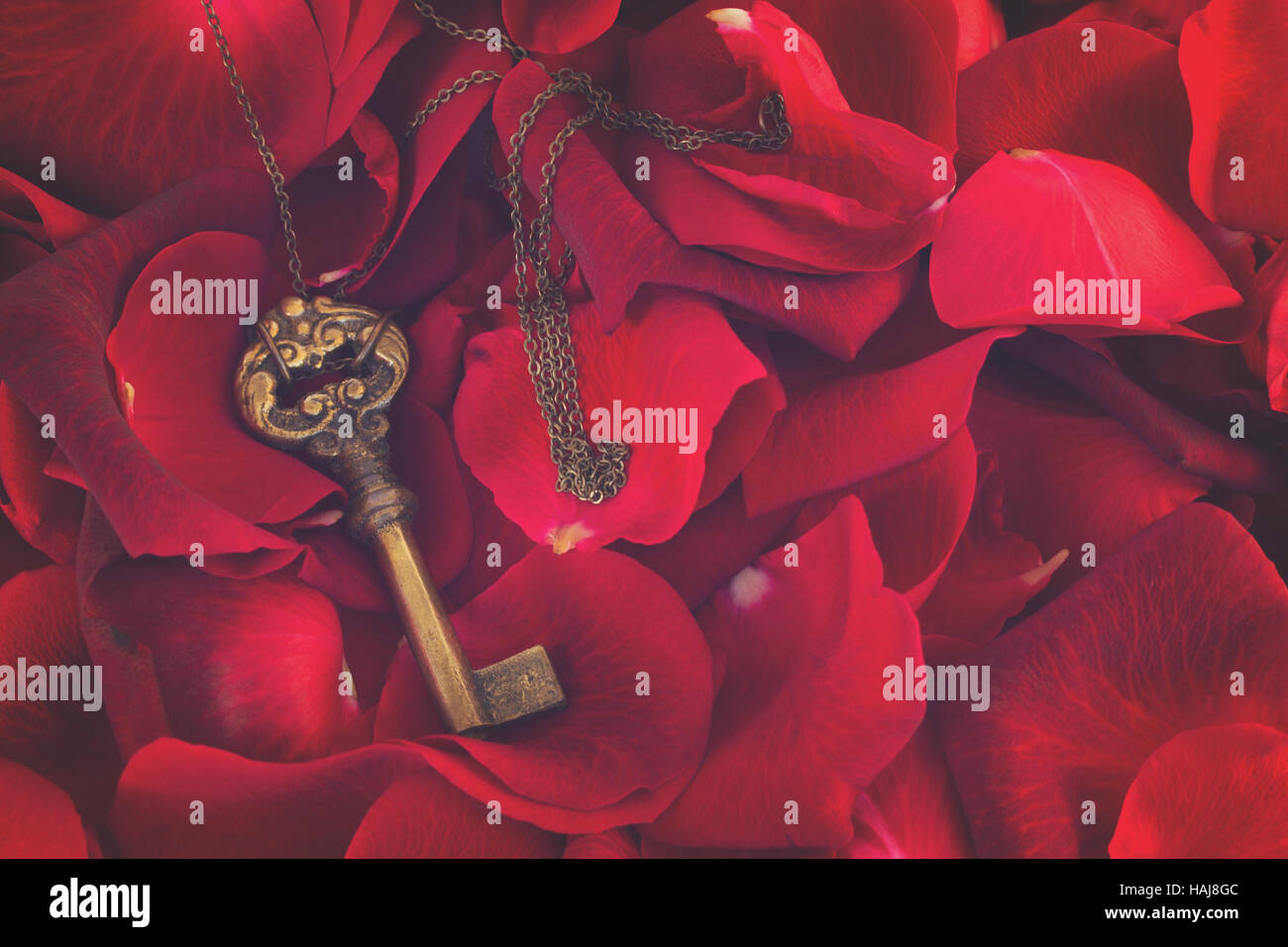 Key with crimson rose petals Stock Photo - Alamy