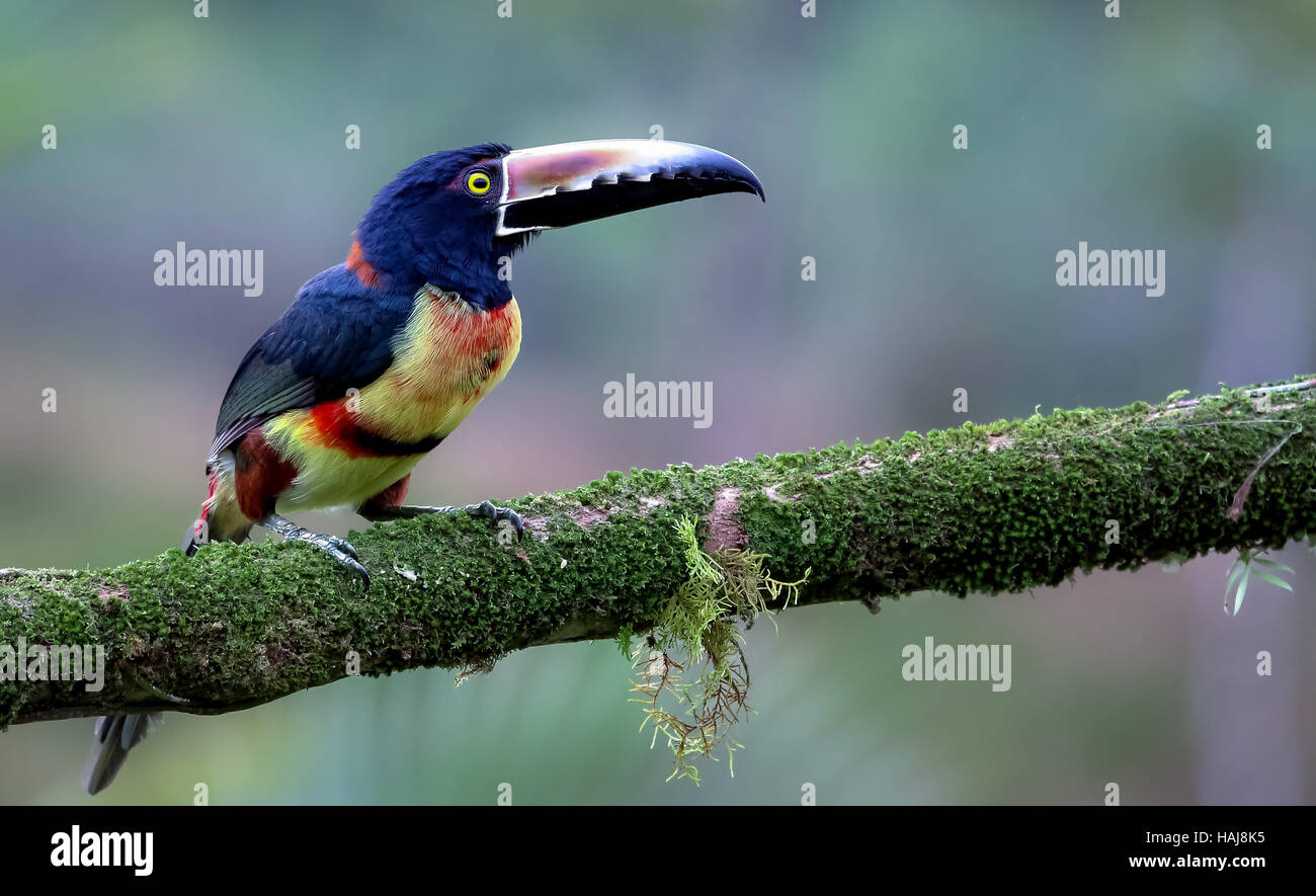 Collared Aracari sitting on a branch in the jungle of Costa Rica Stock ...