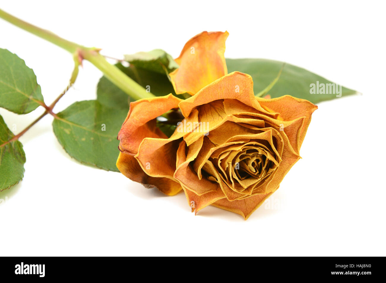 Yellow rose flower with curling, fading petals on a white background ...