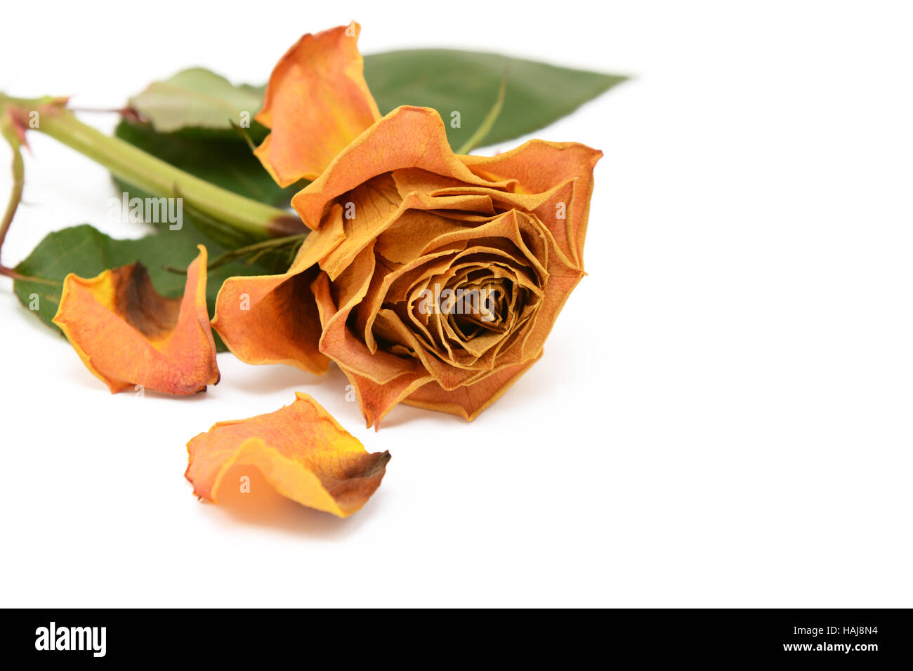 Dark yellow faded rose flower with dried, dead petals on a white ...