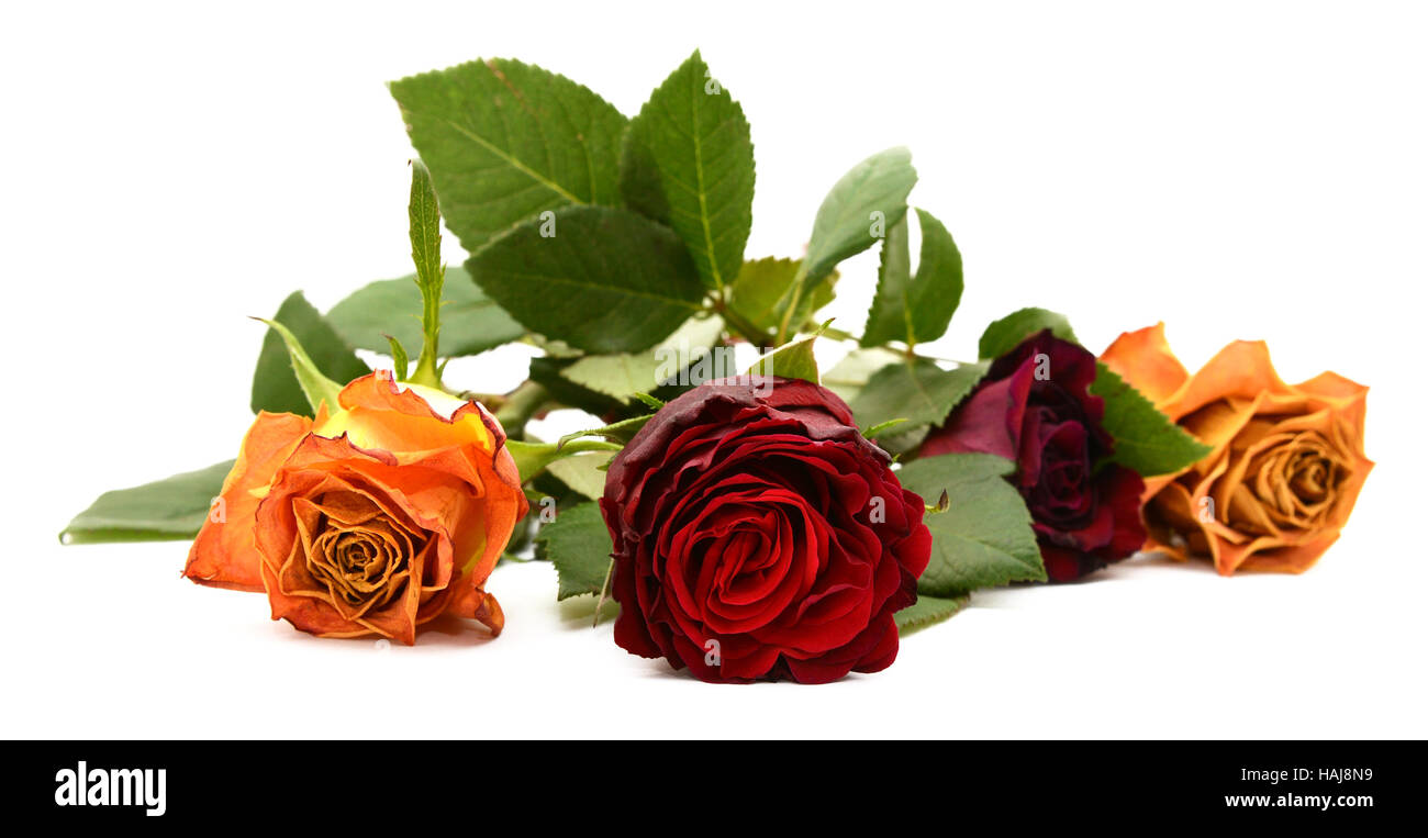 Close-up of dark red rose flower with three burgundy and orange blooms ...