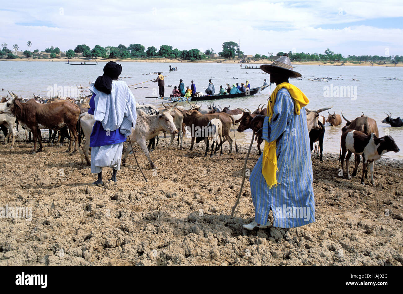 Mali, Sofara, Transhumance of the Peuls, crossing Bani river Stock ...