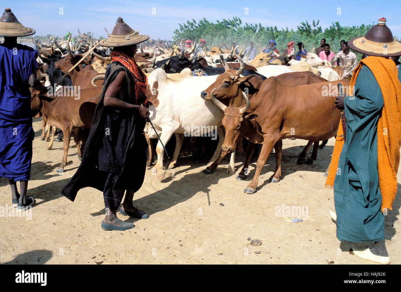 Mali, Sofara, Transhumance of the Peuls, crossing Bani river Stock ...