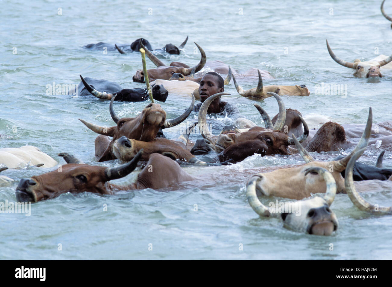 Mali, Sofara, Transhumance of the Peuls, crossing Bani river Stock ...