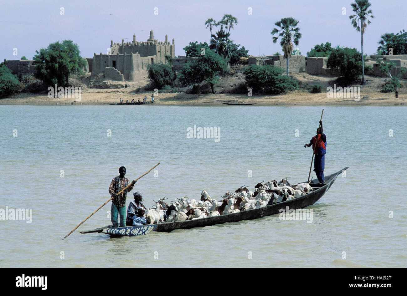 Mali, Sofara, Transhumance of the Peuls, crossing Bani river Stock ...