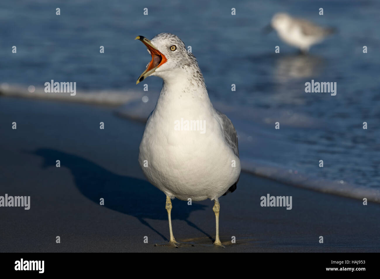 Ring-billed gull sounding the alarm on the beach in the later afternoon ...