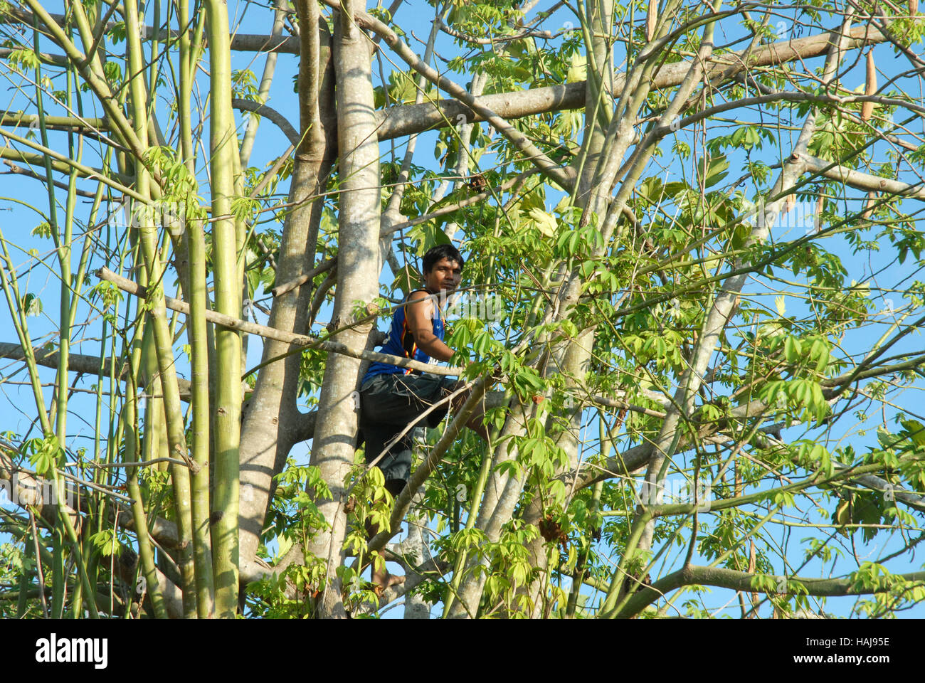 Man collecting kopak in a tree, Lawigan, San Joaquin, Iloilo ...
