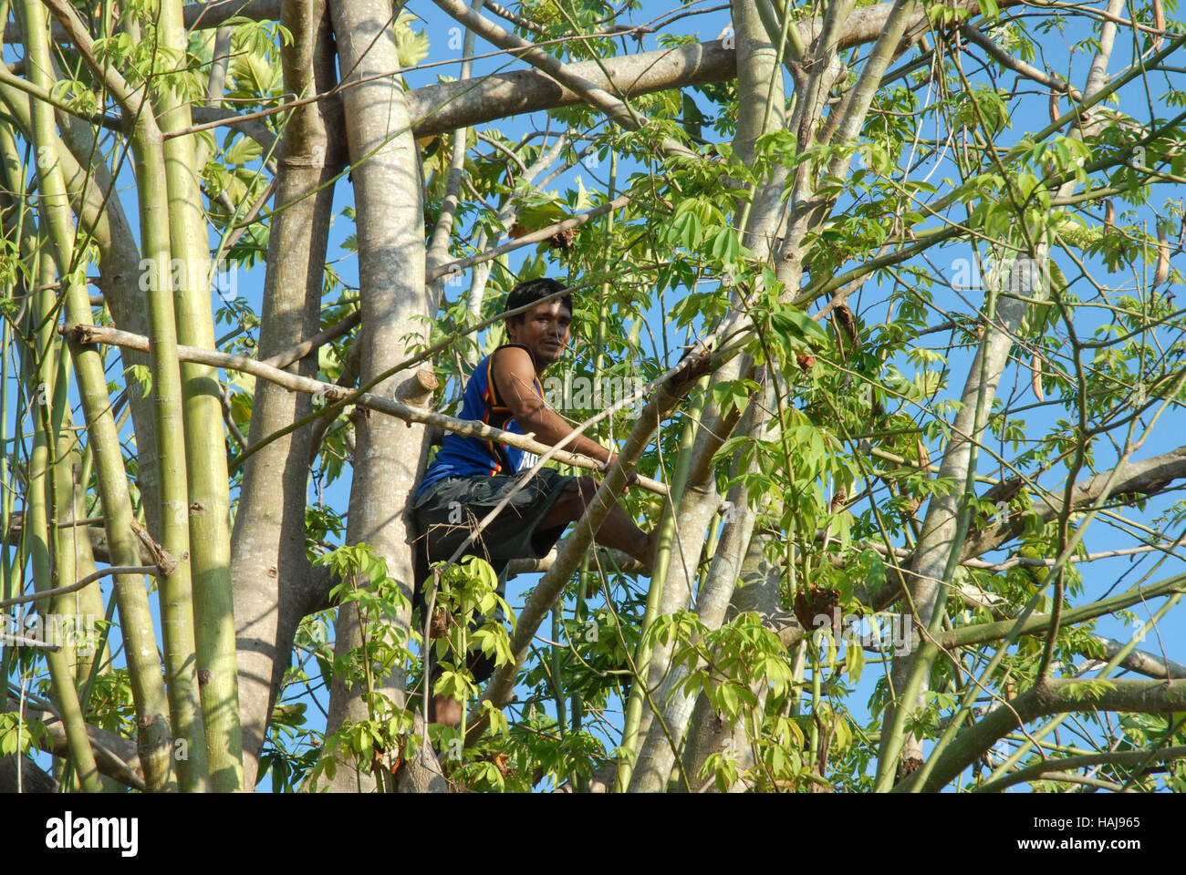 Man collecting kopak in a tree, Lawigan, San Joaquin, Iloilo ...