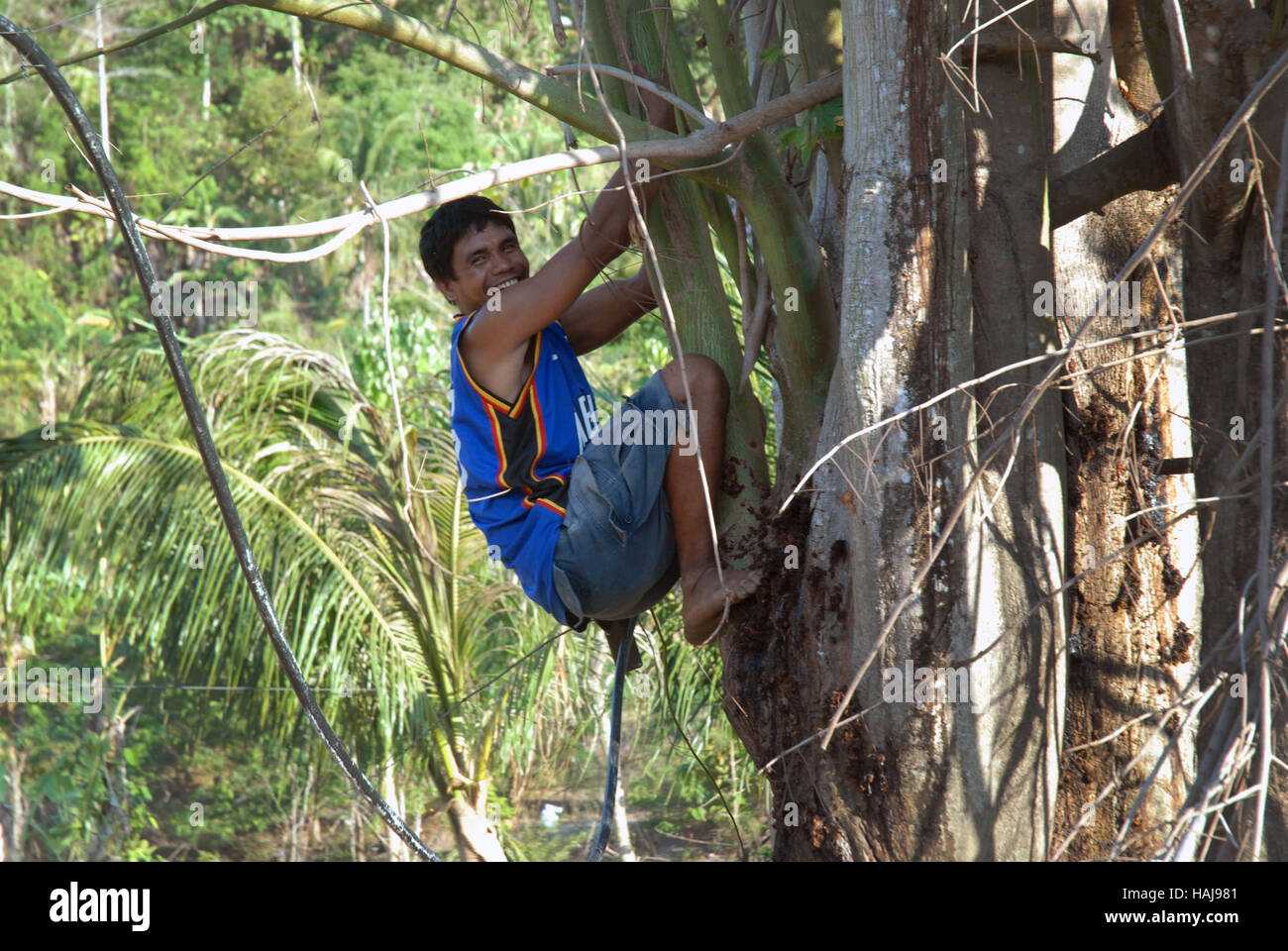 Man collecting kopak in a tree, Lawigan, San Joaquin, Iloilo ...