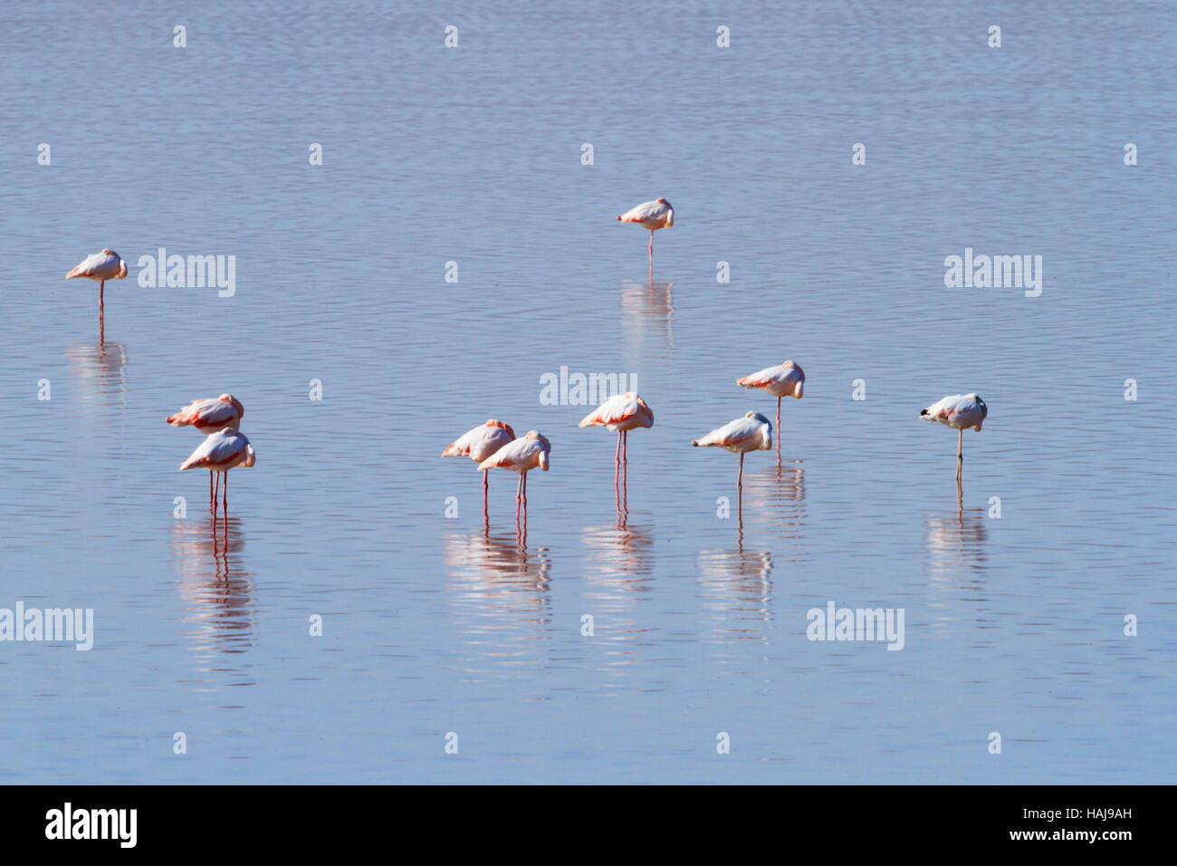 Flamingos standing in water during the annual flamingo migration to ...