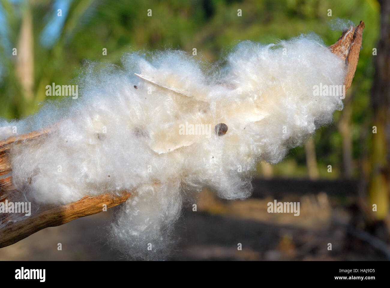 Kopak open seed capsule, Lawigan, San Joaquin, Iloilo, Philippines ...