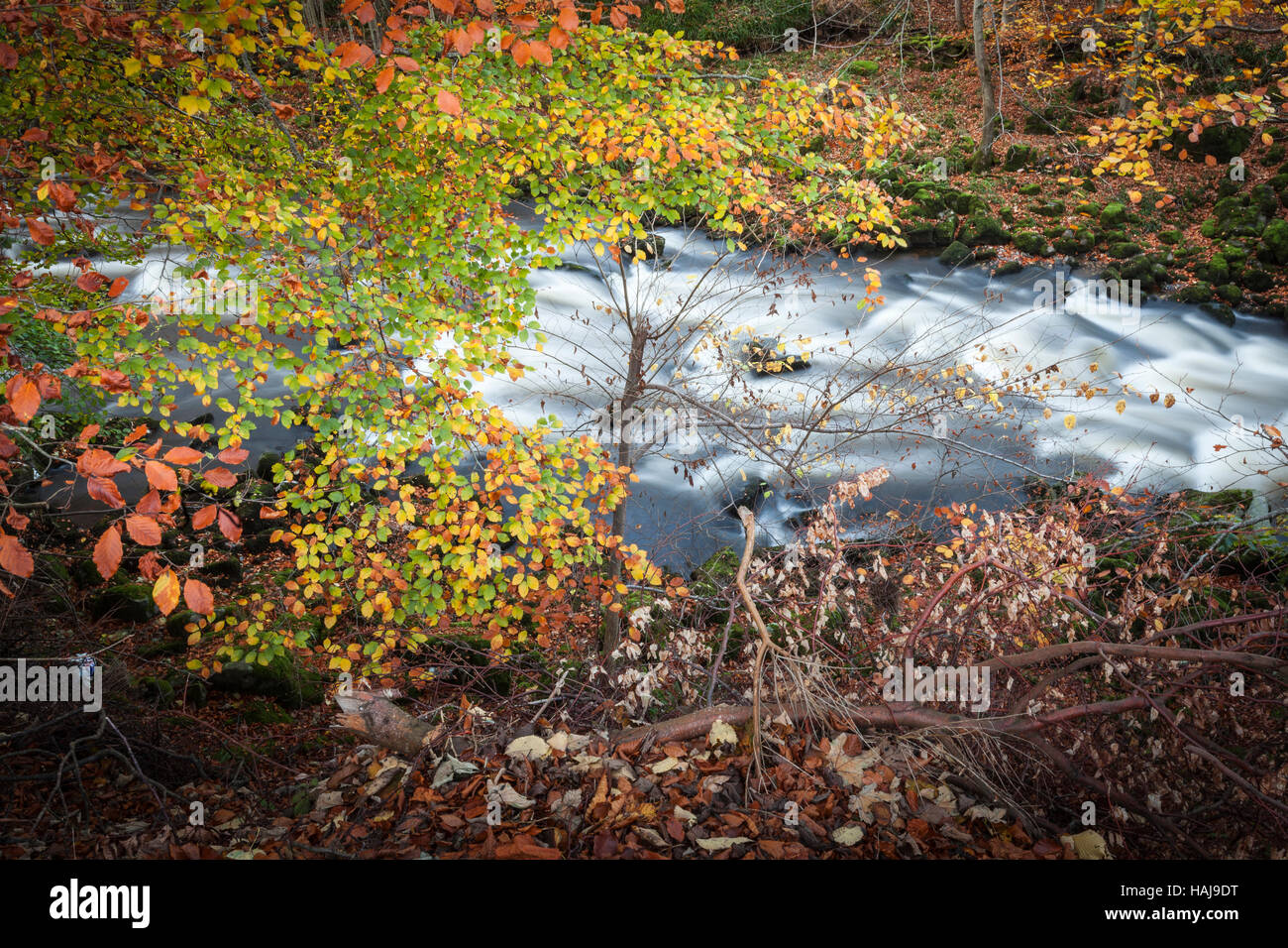 Autumn color by River Deveron near Huntly in Scotland Stock Photo - Alamy
