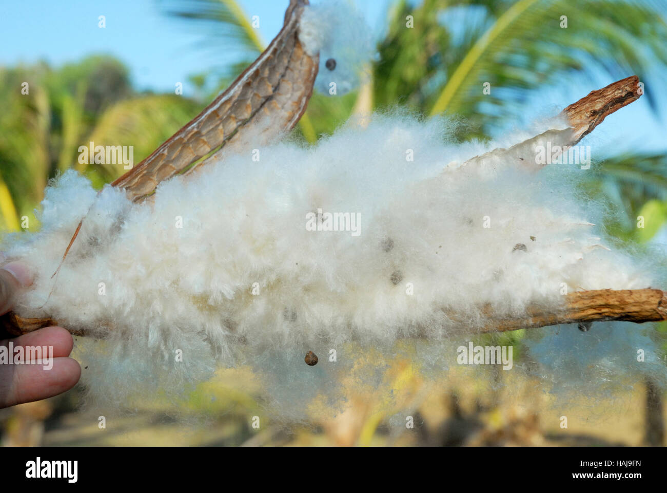Kopak open seed capsule, Lawigan, San Joaquin, Iloilo, Philippines ...