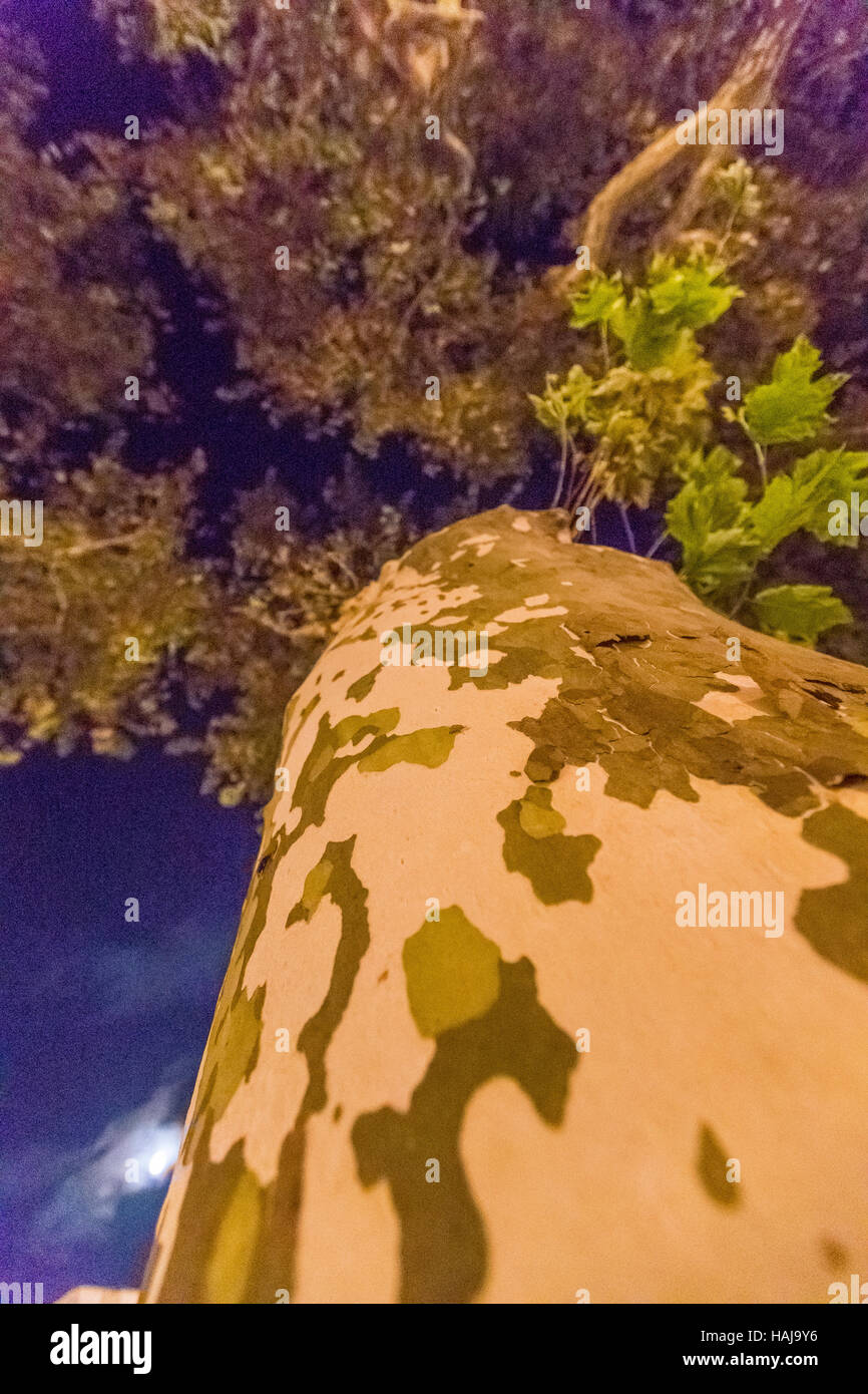 The camouflage pattern of a Plane tree. Distinctive texture of the ...