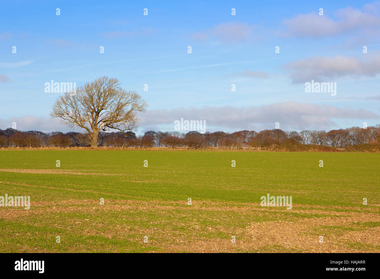 An Ash tree and hedgerow by a young seedling cereal crop in a Yorkshire ...
