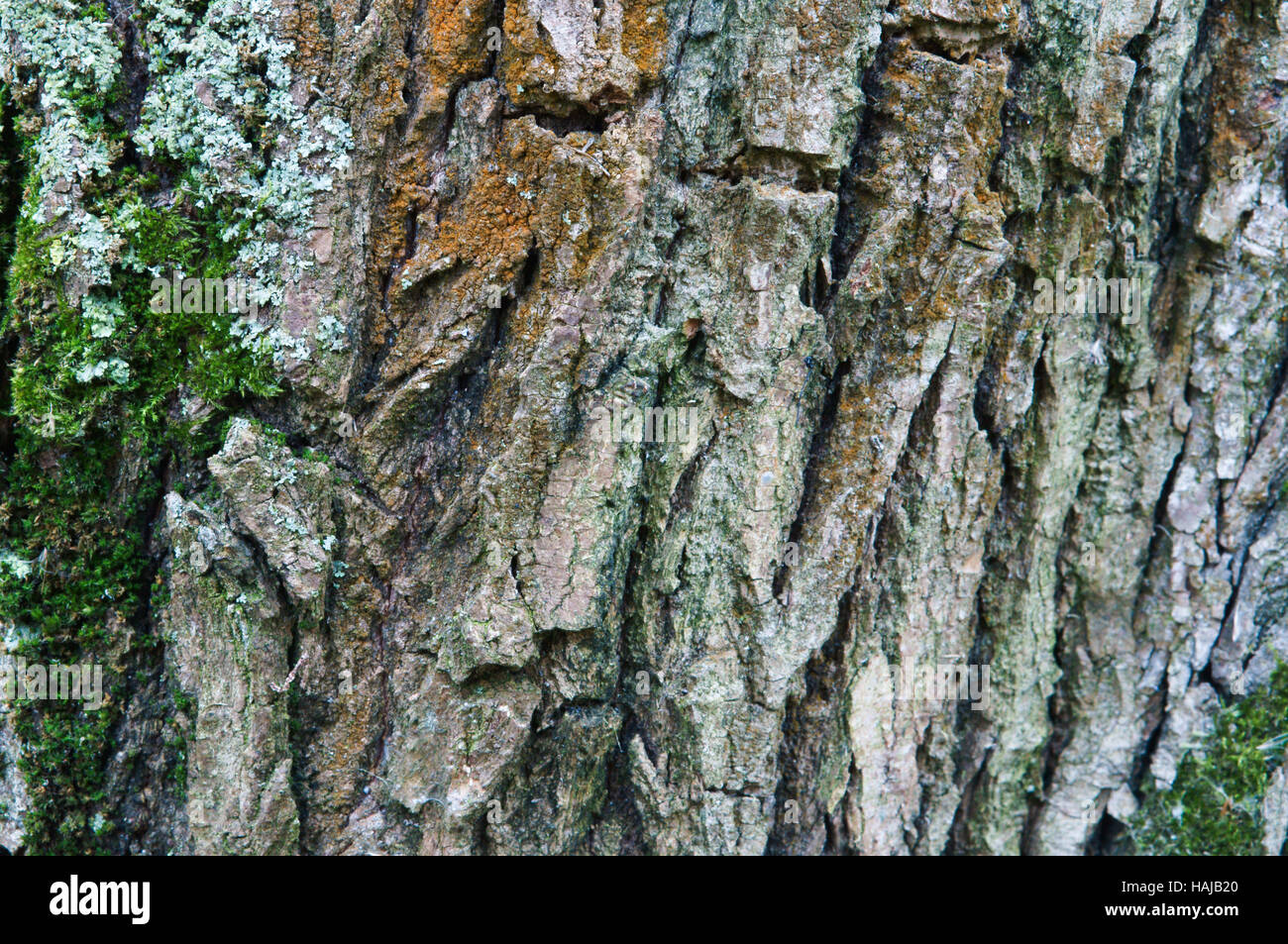 textured tree bark, natural background, tree trunk Stock Photo - Alamy