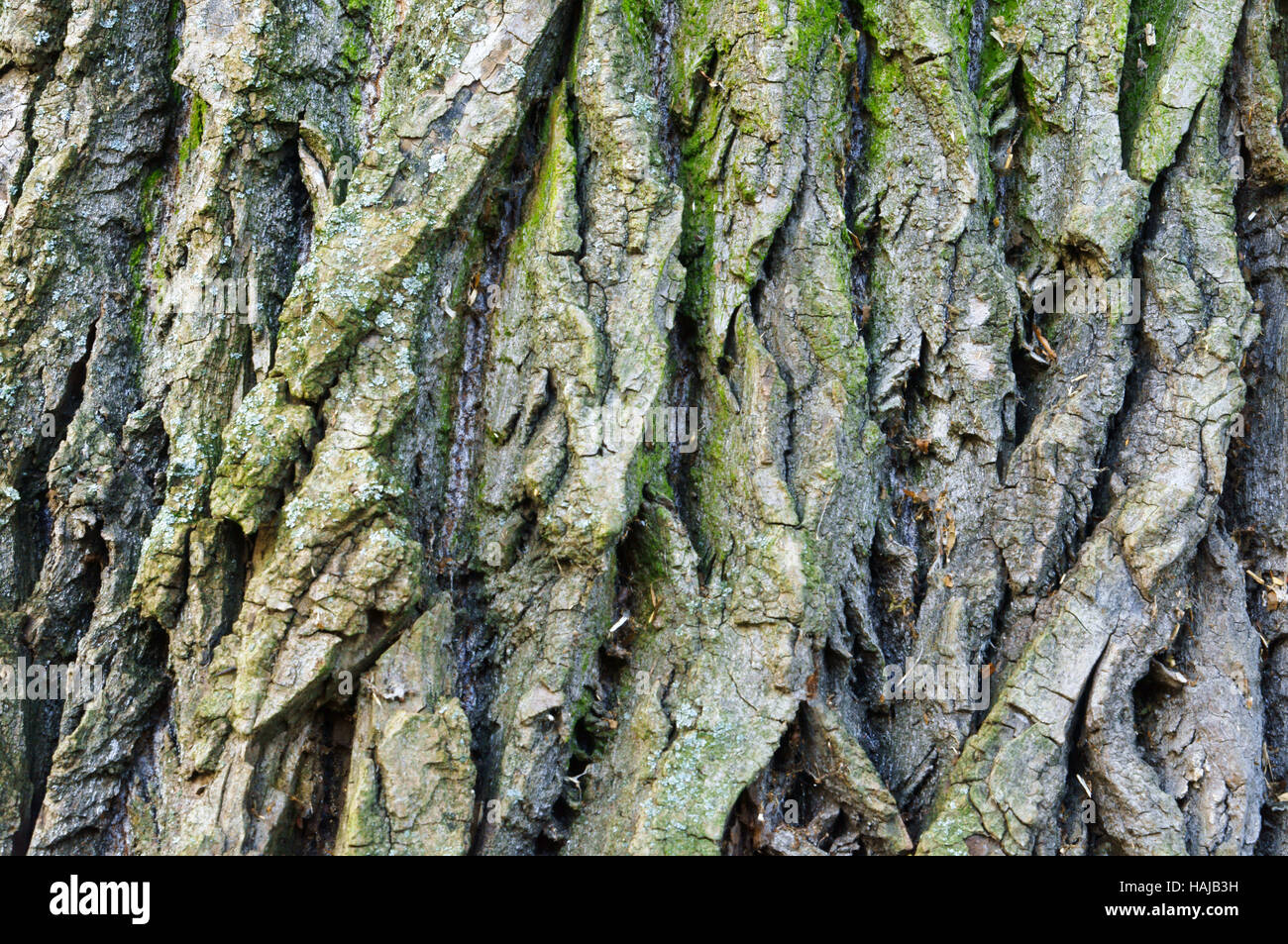 textured tree bark, natural background, tree trunk Stock Photo - Alamy