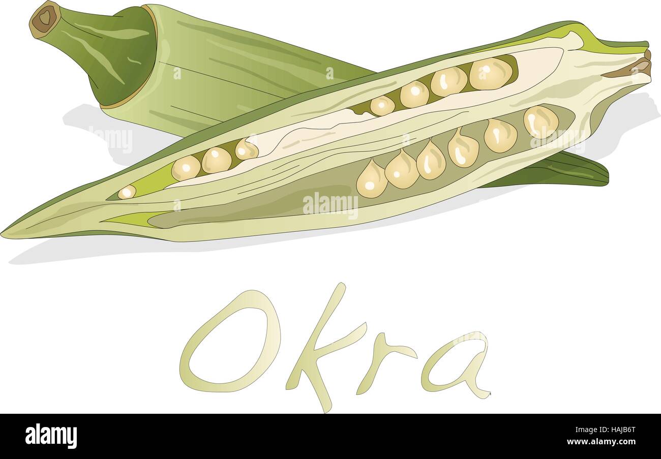 Okra Drawing Easy