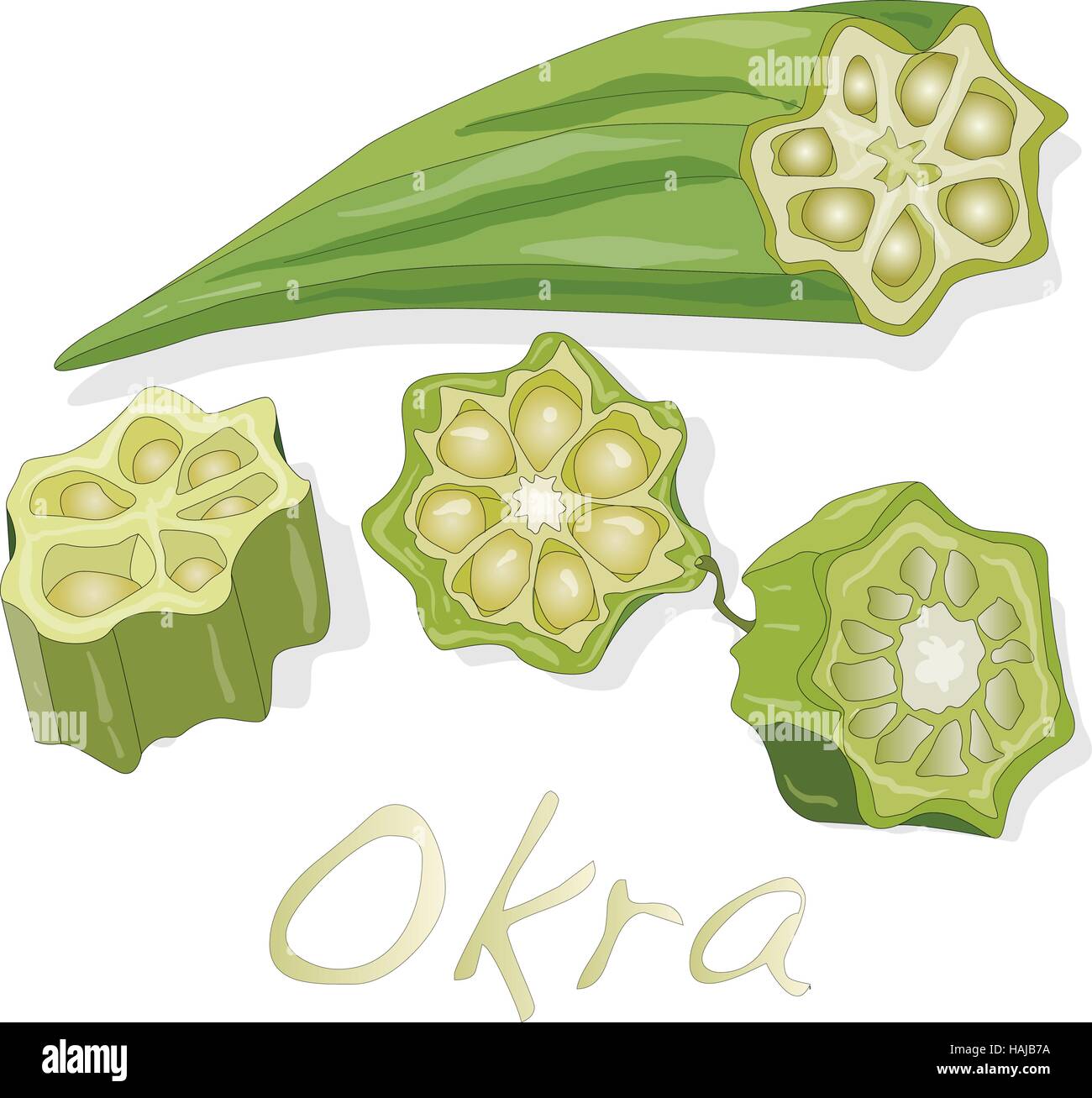 Okra plant vector illustration isolated Stock Vector Image & Art - Alamy