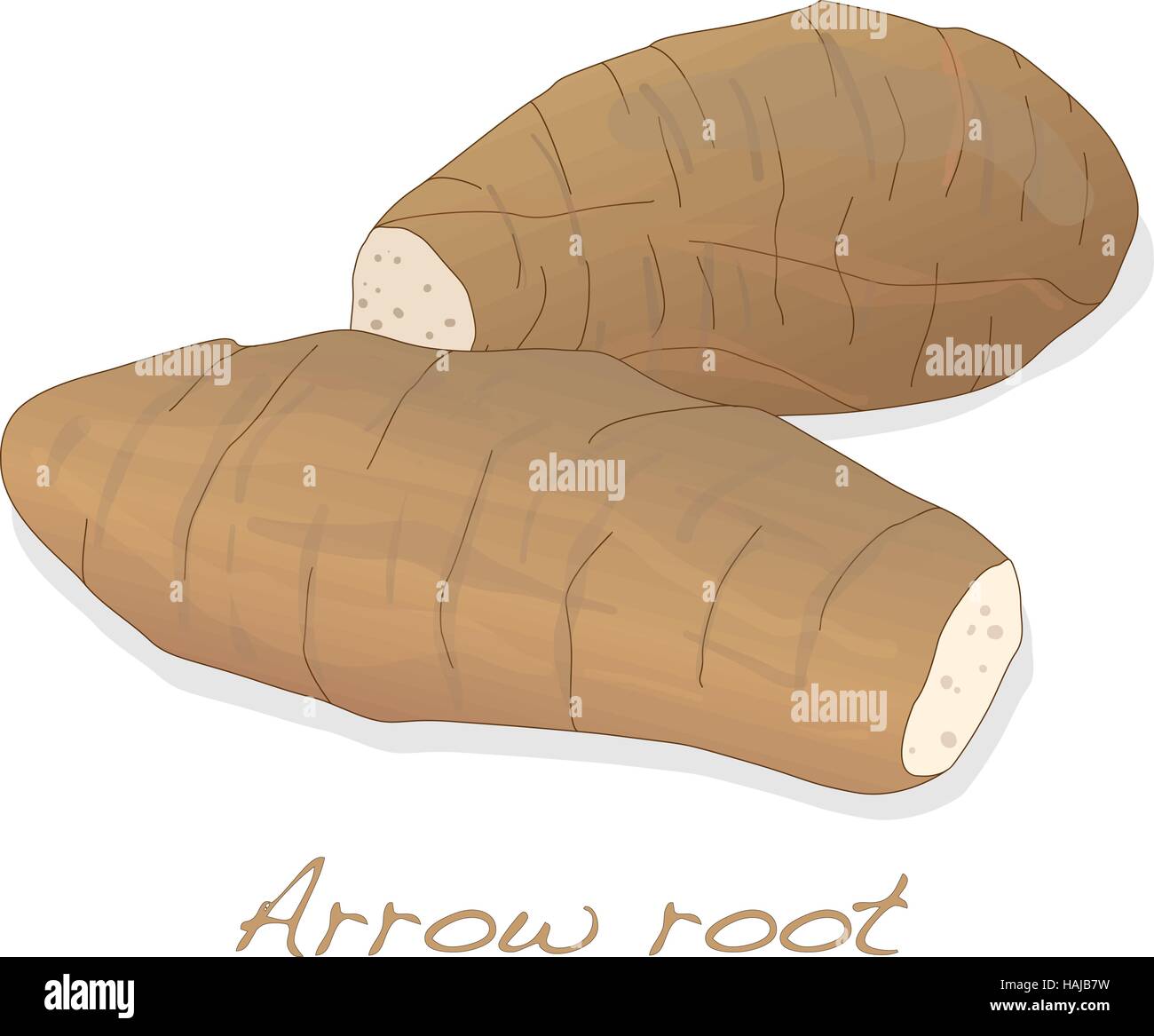 Arrow root plant vector isolated Stock Vector Image & Art - Alamy