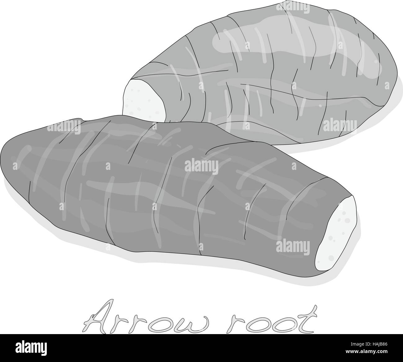 Arrow root plant vector isolated Stock Vector Image & Art - Alamy