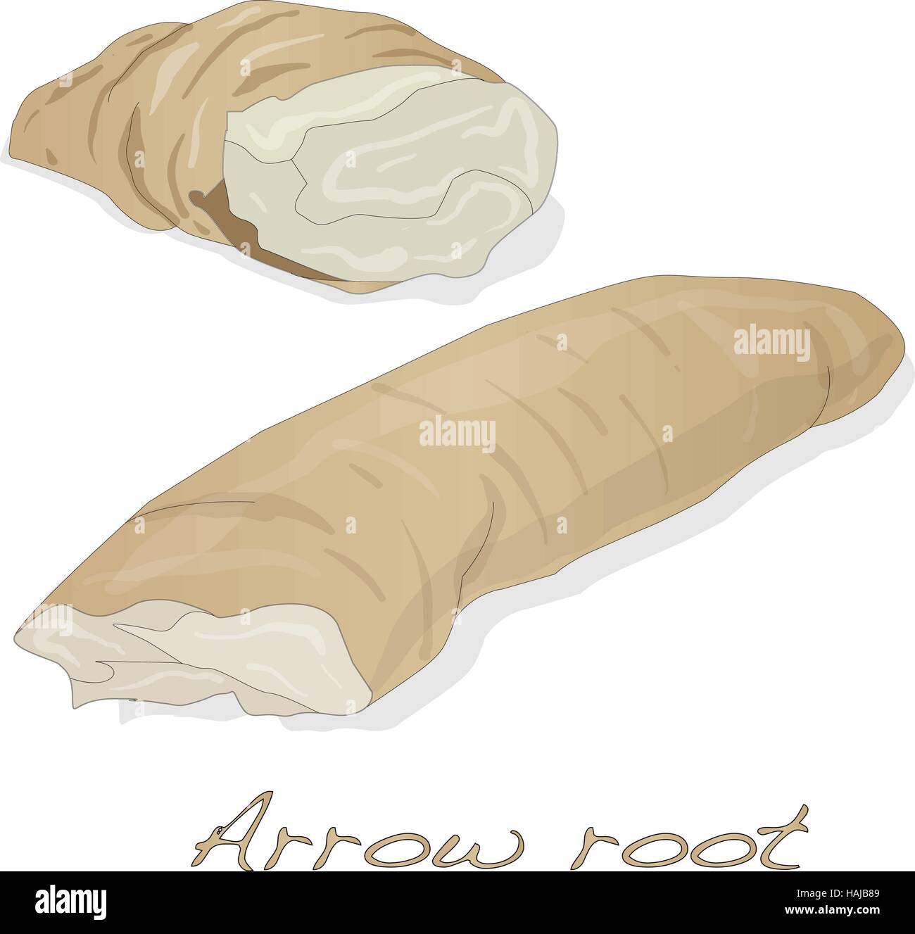 Arrow root plant vector isolated Stock Vector Image & Art - Alamy