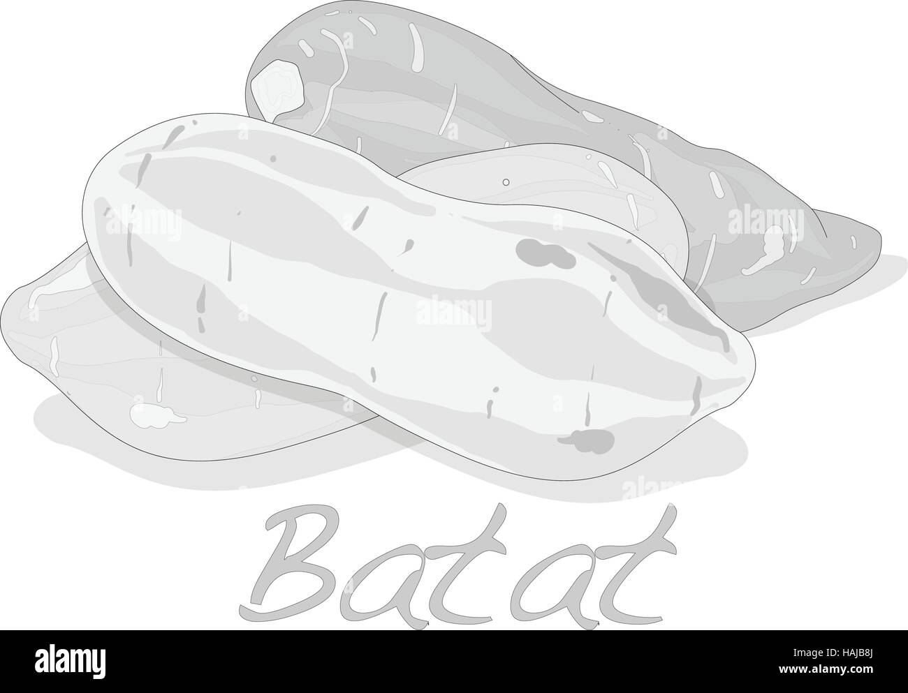 Batat, sweet potato vector isolated on white background Stock Vector ...