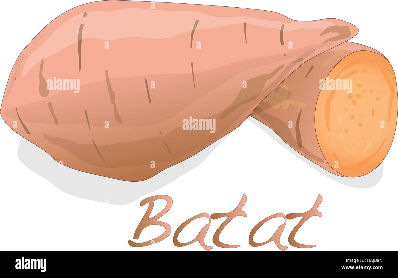 Batat, sweet potato vector isolated on white background Stock Vector ...