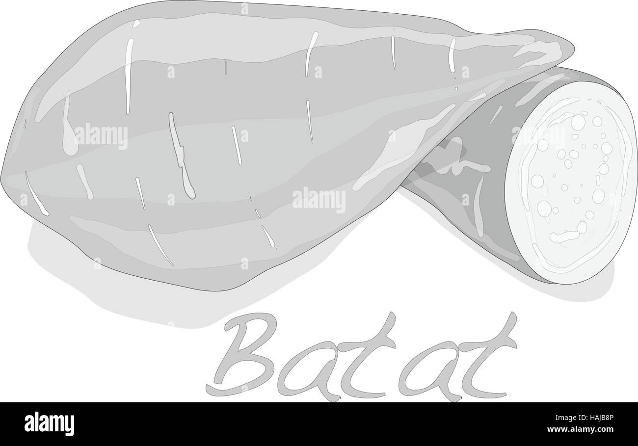 Batat, sweet potato vector isolated on white background Stock Vector ...