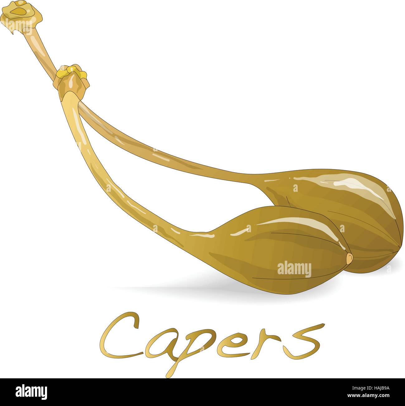 Canned capers vector illustration on white background Stock Vector ...