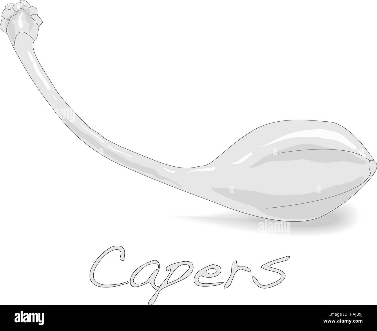 Canned capers vector illustration on white background Stock Vector ...