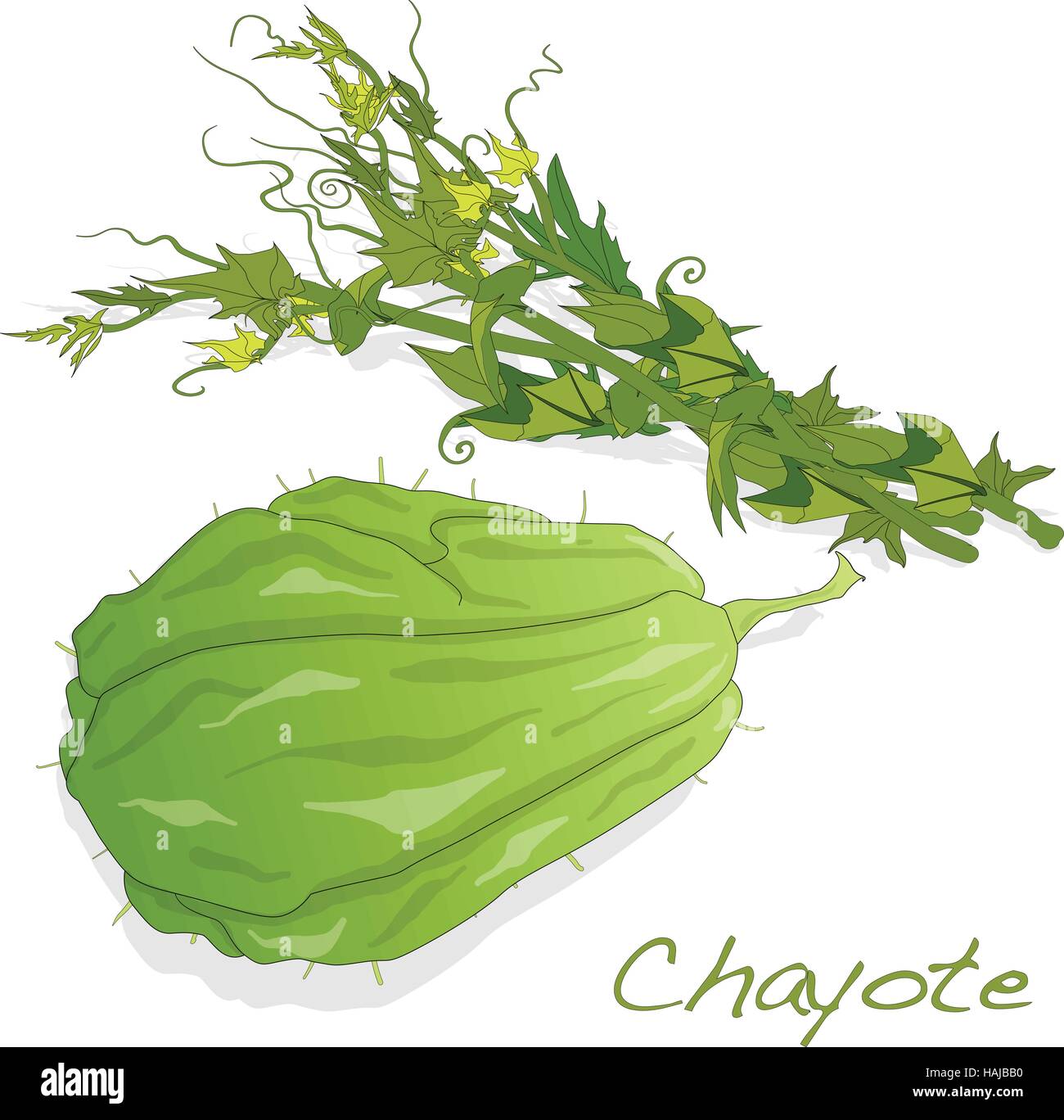 Chayote vector isolated on white background Stock Vector Image & Art ...