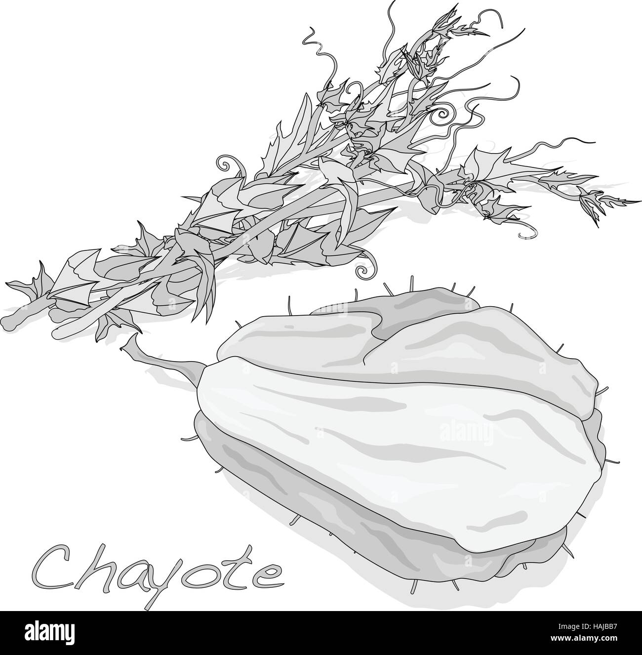 Chayote vector isolated on white background Stock Vector Image & Art ...