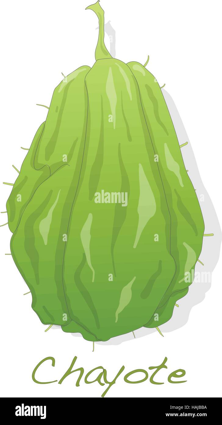Chayote vector isolated on white background Stock Vector Image & Art ...