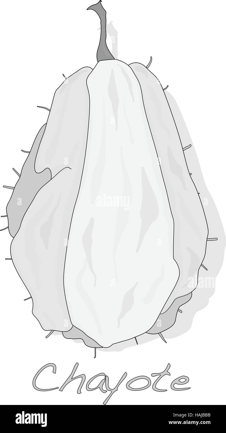 Chayote vector isolated on white background Stock Vector Image & Art ...