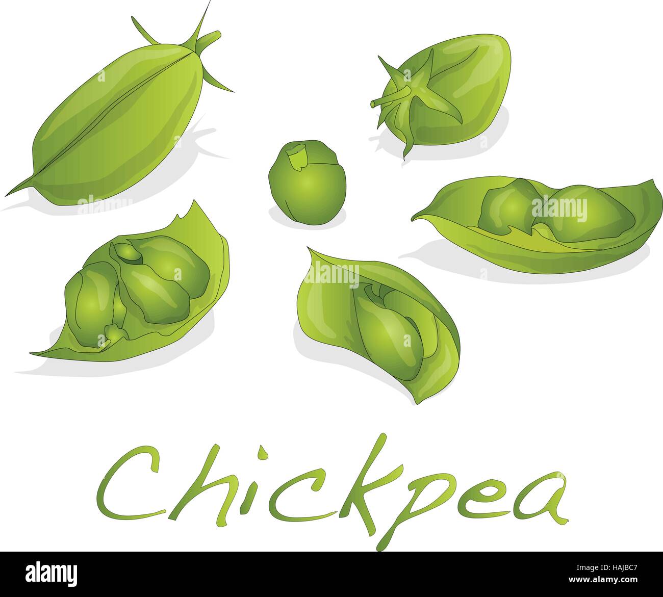 uncooked chickpeas vector on white background Stock Vector Image & Art ...